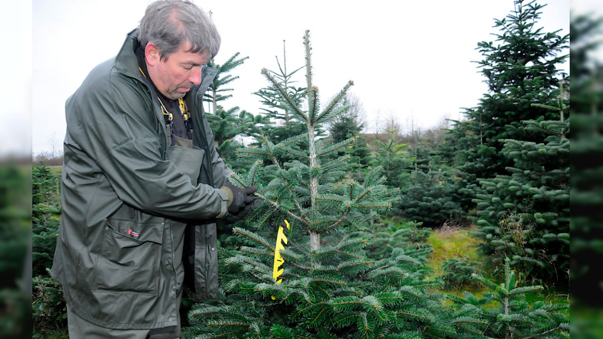 Hochgewachsen und schlank oder wohlgeformt und mit vielen Zweigen ...