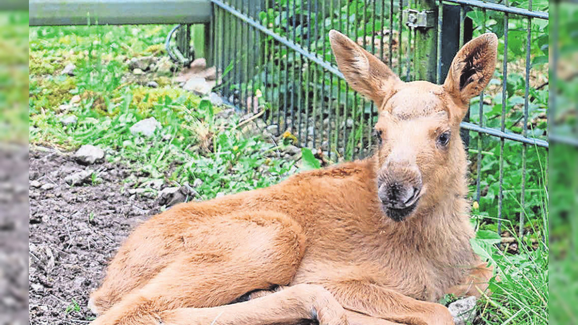 Der Tierpark Sababurg eröffnet die Saison mit zahlreichen Jungtieren ...